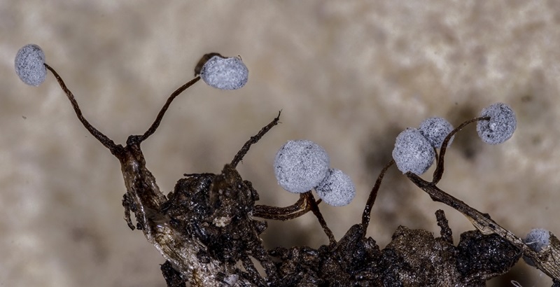 Didymium bahiense Fungus Species