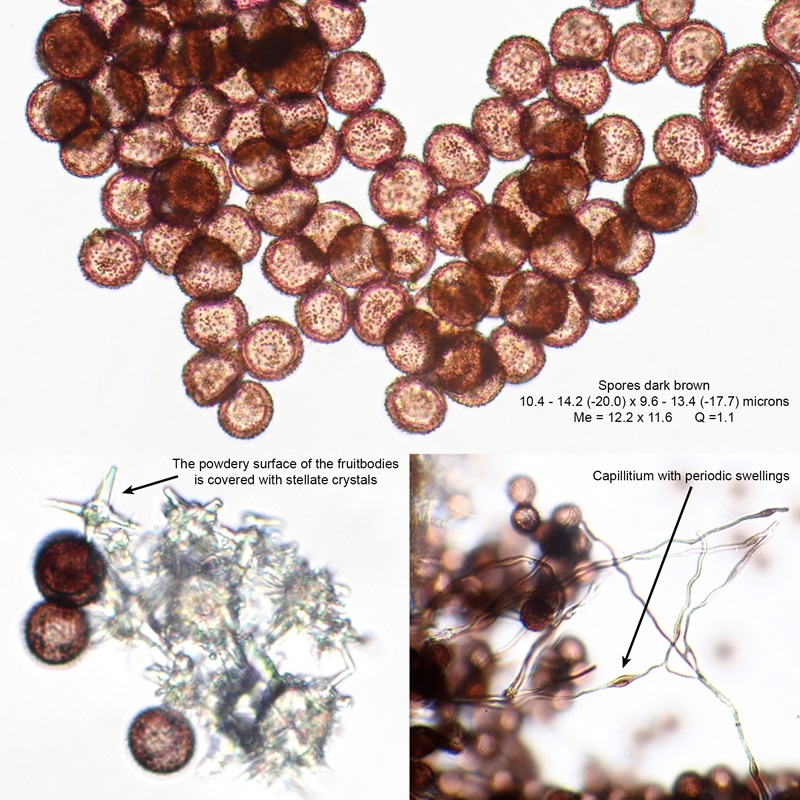 Didymium bahiense Fungus Species