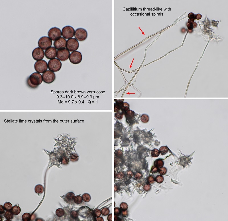 Didymium squamulosum Fungus Species
