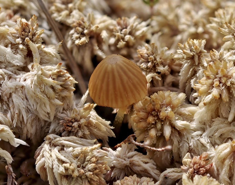 Galerina calyptrata Fungus Species
