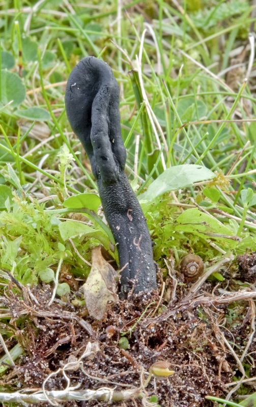 Geoglossum cookeanum Fungus Species