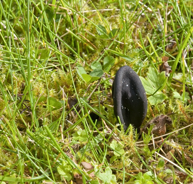 Geoglossum cookeanum Fungus Species