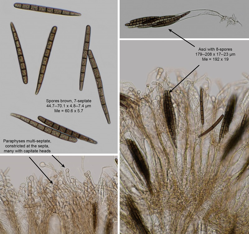 Geoglossum cookeanum Fungus Species