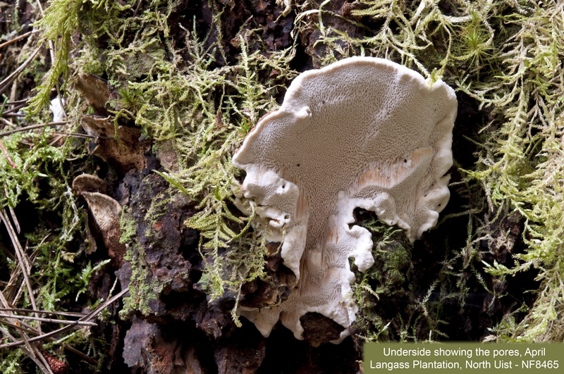 Heterobasidion annosum Fungus Species