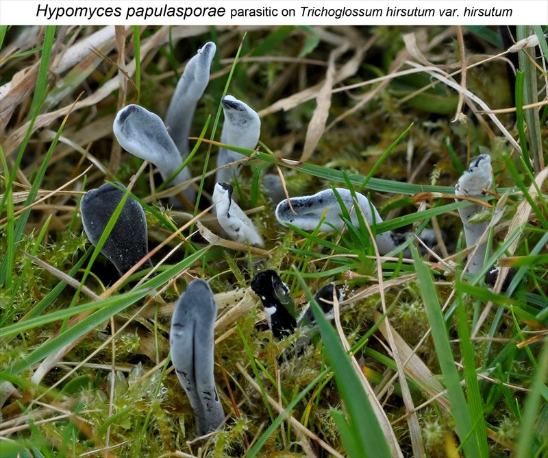 Hypomyces papulasporae Fungus Species