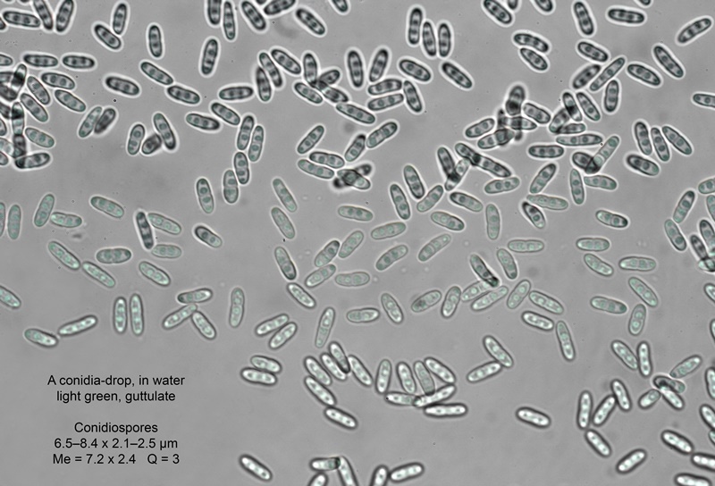 Annulohypoxylon multiforme Fungus Species