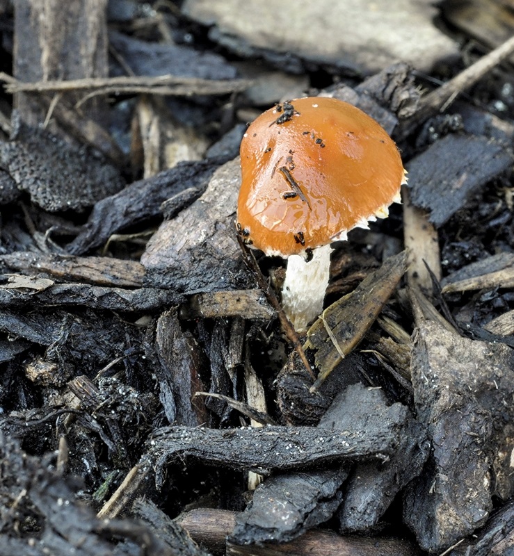 Leratiomyces ceres Fungus Species