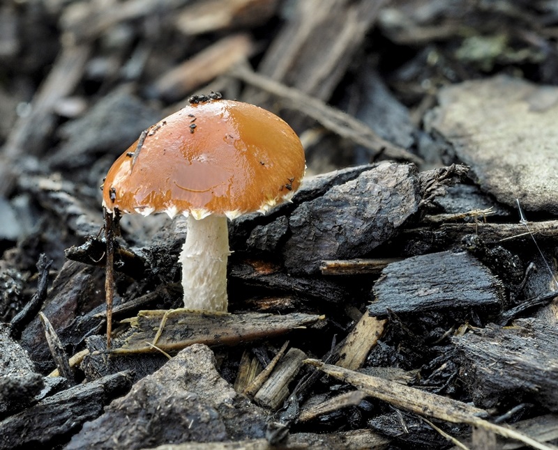 Leratiomyces ceres Fungus Species