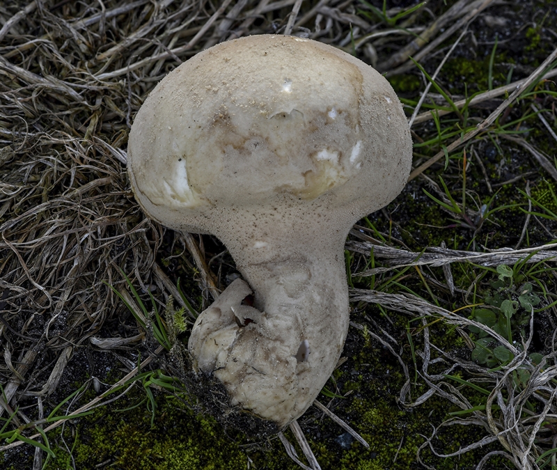 Lycoperdon excipuliforme Fungus Species