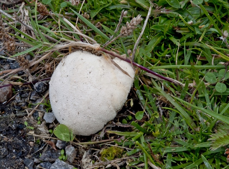 Lycoperdon pratense Fungus Species