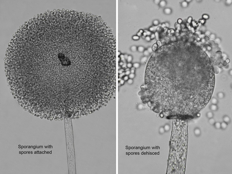 Mucor mucedo Fungus Species