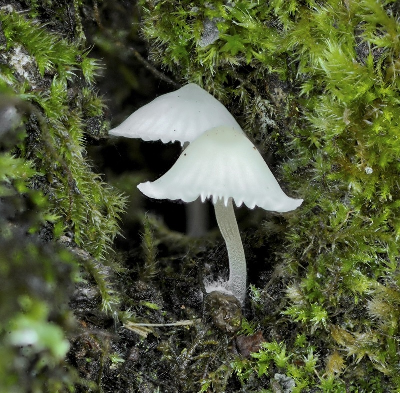 Mycena olida Fungus Species