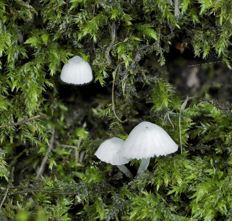 Mycena olida Fungus Species
