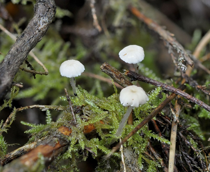 Roridomyces roridus Fungus Species
