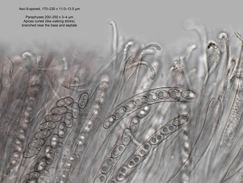 Otidea alutacea Fungus Species