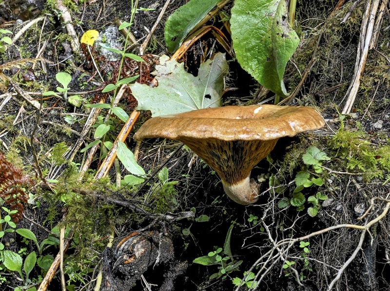 Paxillus involutus Fungus Species