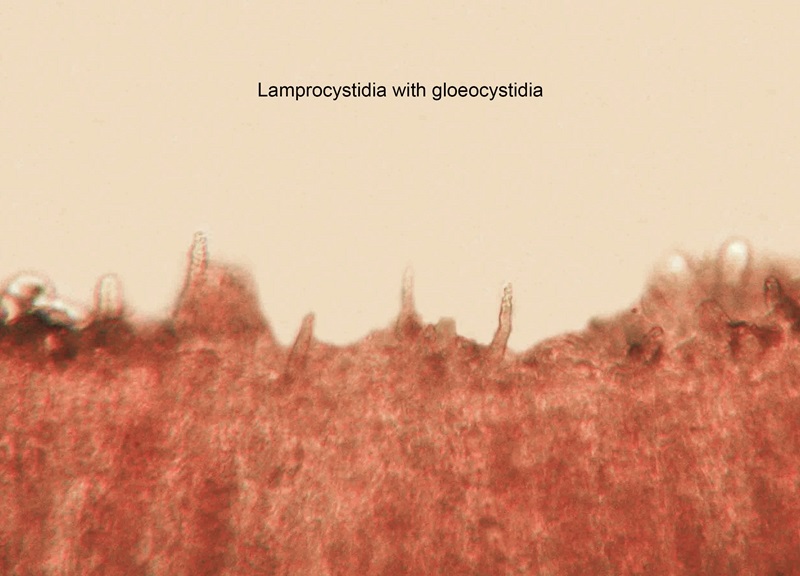 Peniophora incarnata Fungus Species