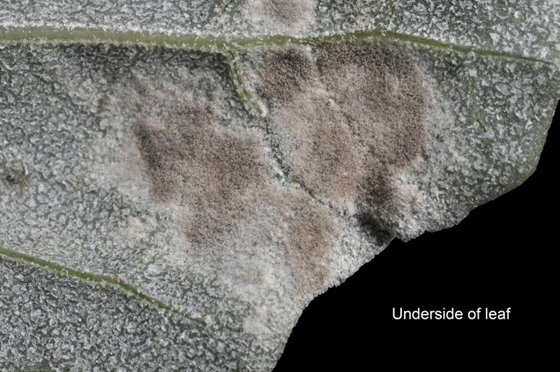 Peronospora farinosa Fungus Species