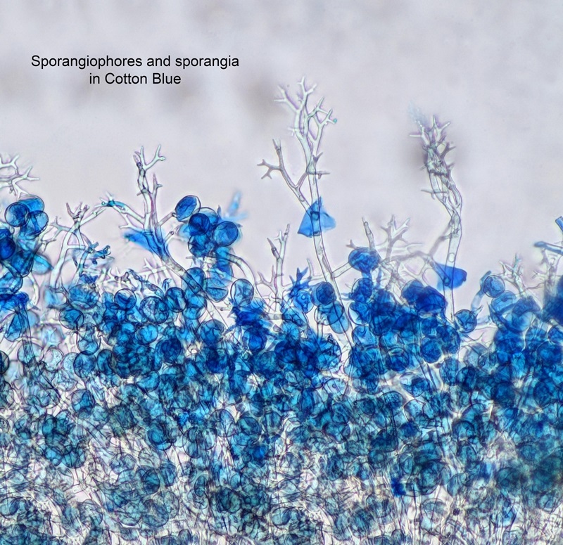 Peronospora farinosa Fungus Species