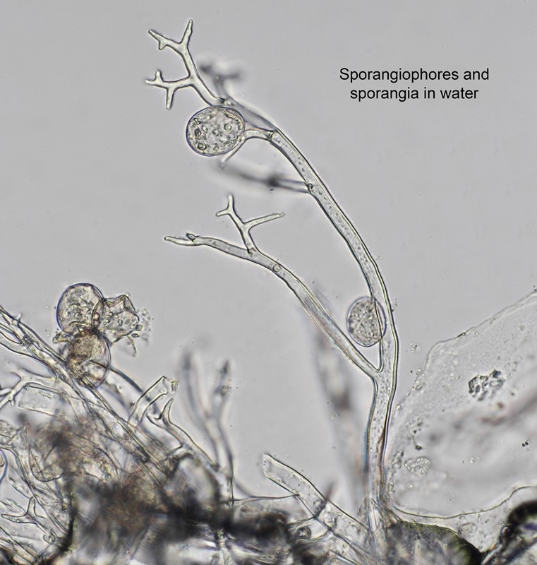 Peronospora farinosa Fungus Species