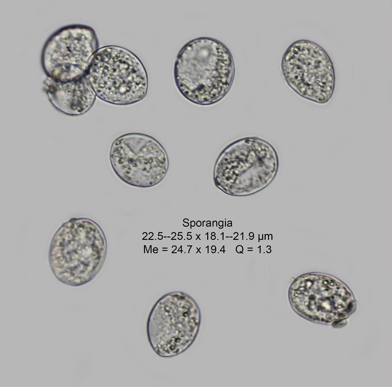 Peronospora farinosa Fungus Species