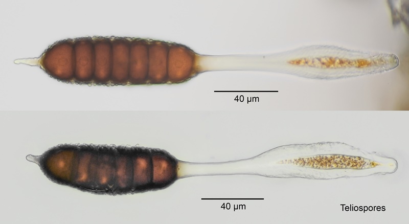 Phragmidium mucronatum Fungus Species