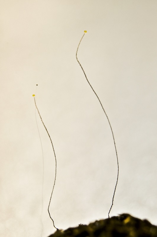 Phycomyces blakesleeanus Fungus Species