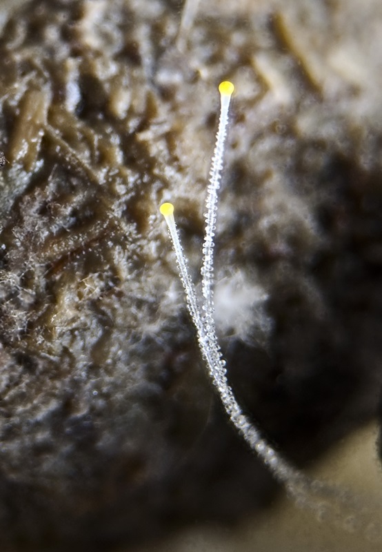 Phycomyces blakesleeanus Fungus Species