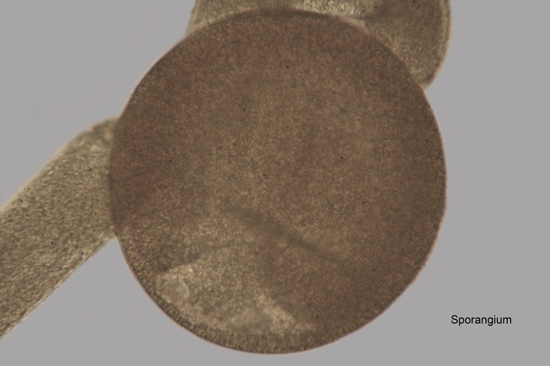 Phycomyces blakesleeanus Fungus Species