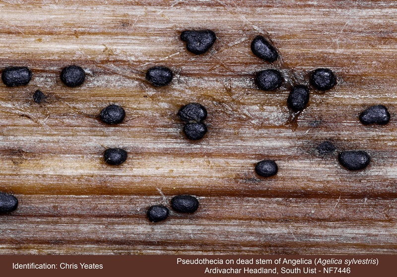 Pleospora herbarum Fungus Species