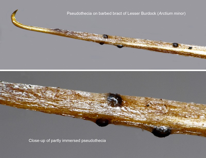 Pleospora herbarum Fungus Species
