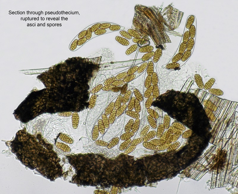 Pleospora herbarum Fungus Species