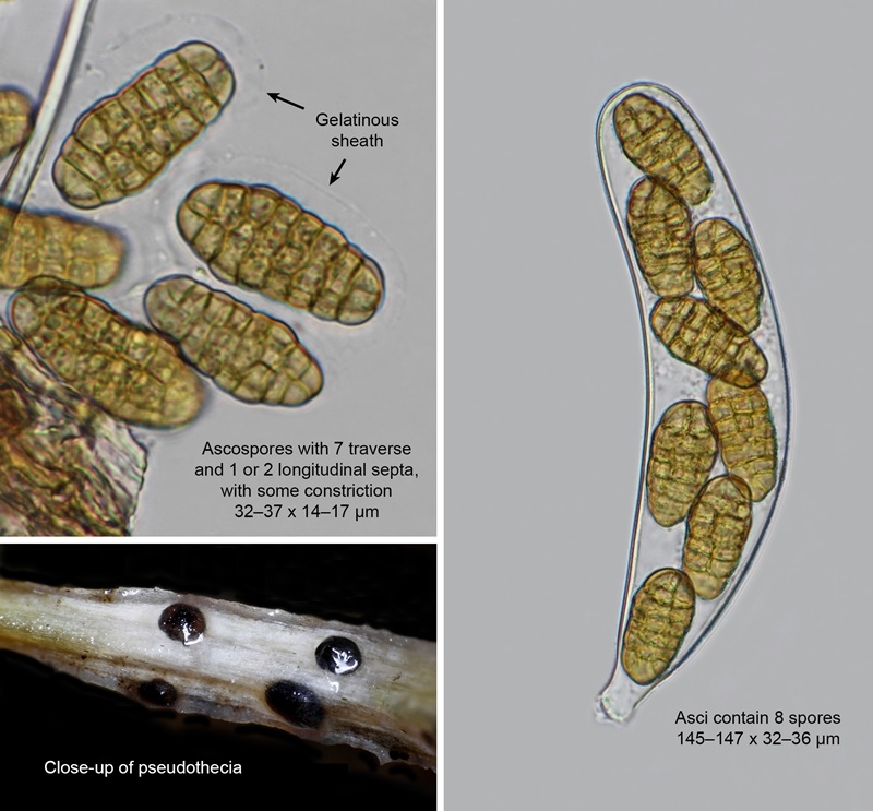 Pleospora herbarum Fungus Species
