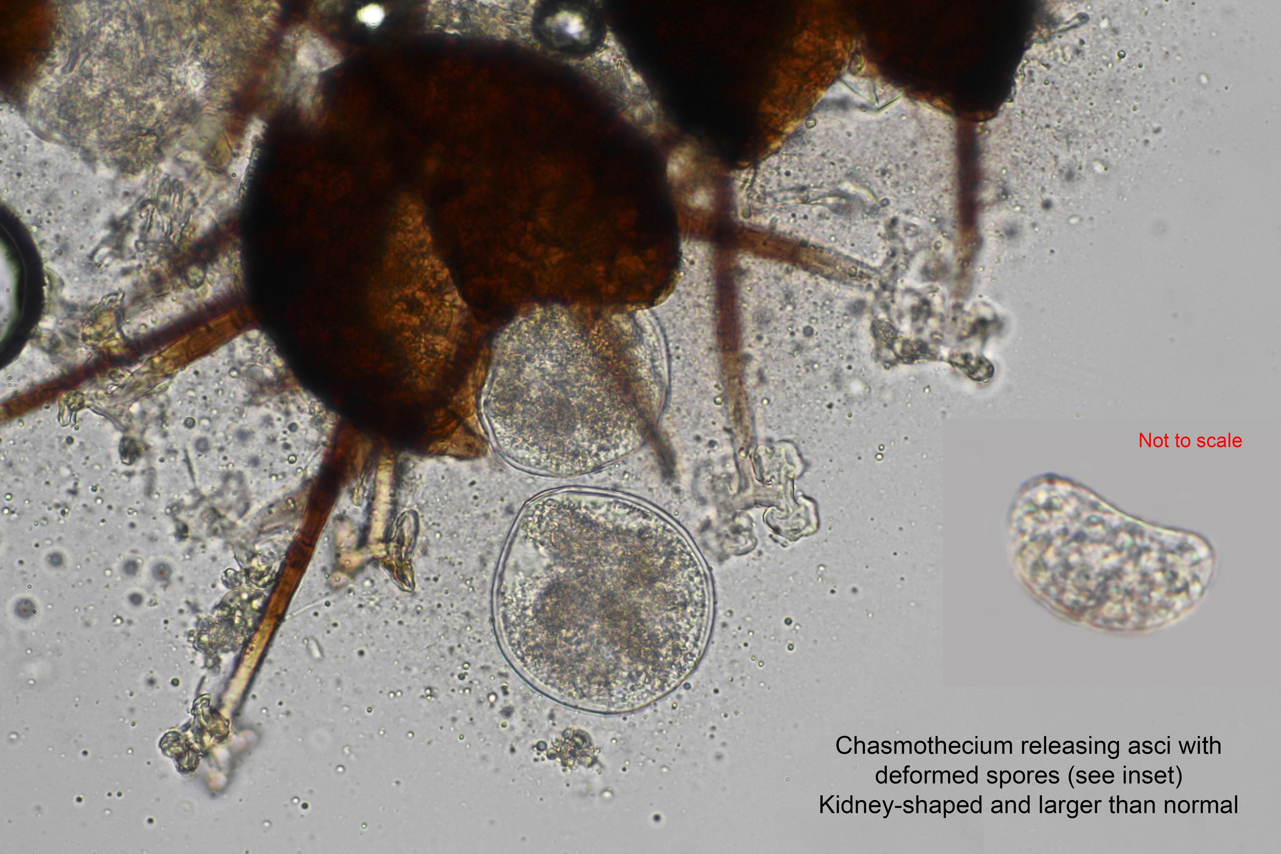 Podosphaera clandestina Fungus Species