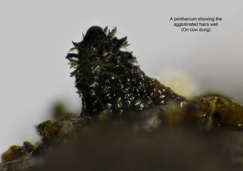 Podospora conica Fungus Species