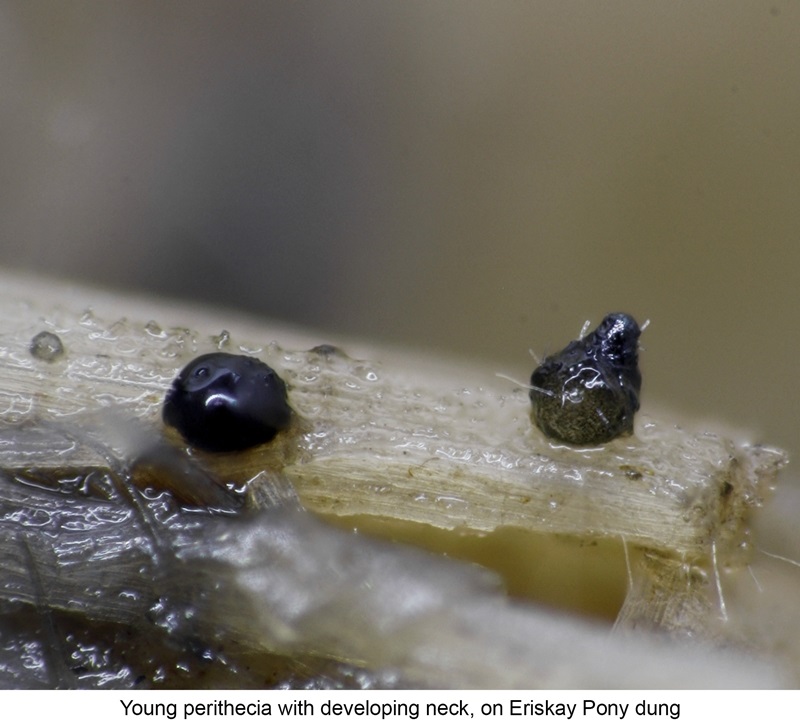 Podospora decipiens Fungus Species