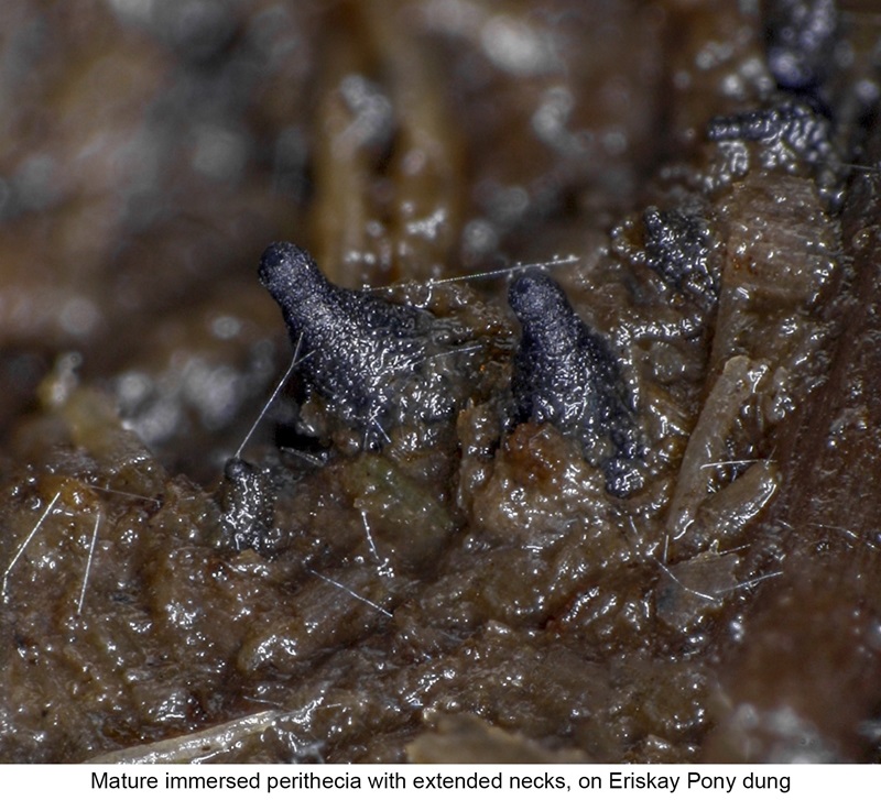 Podospora decipiens Fungus Species