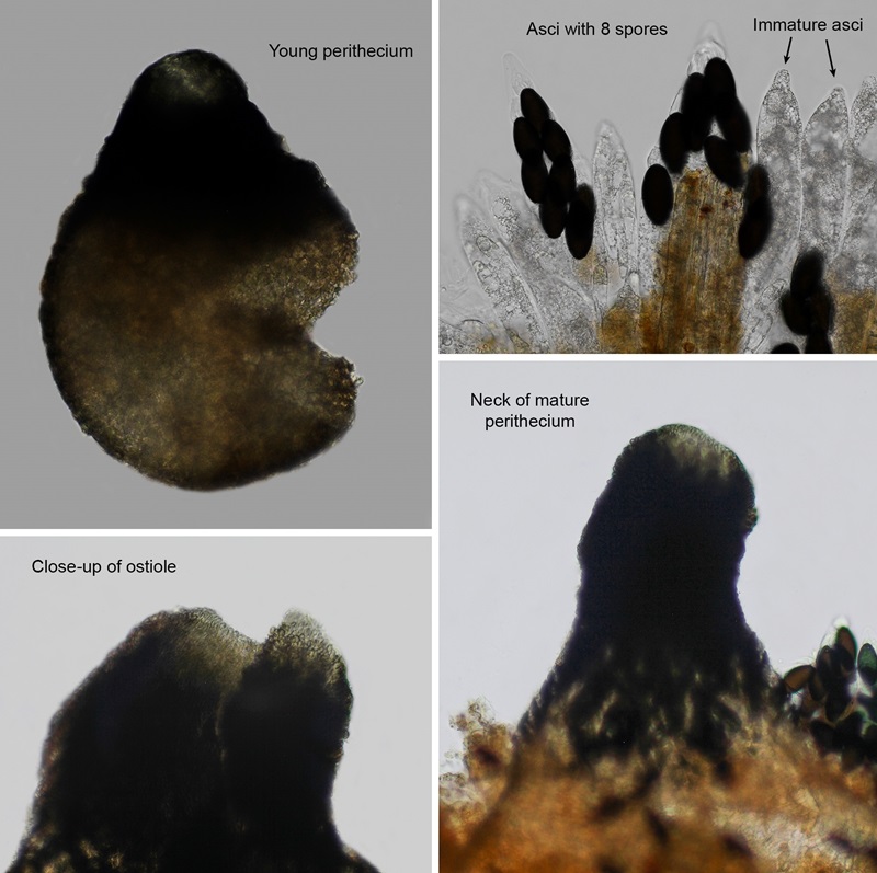 Podospora decipiens Fungus Species