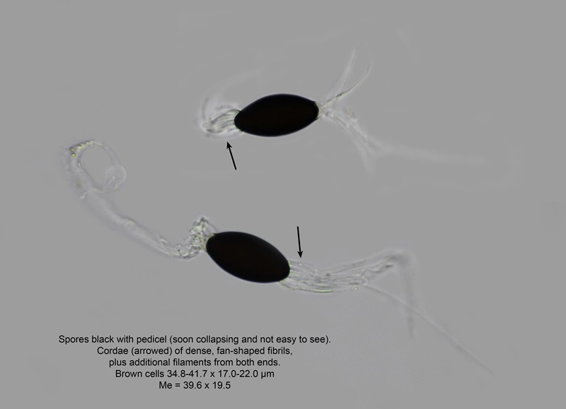 Podospora decipiens Fungus Species