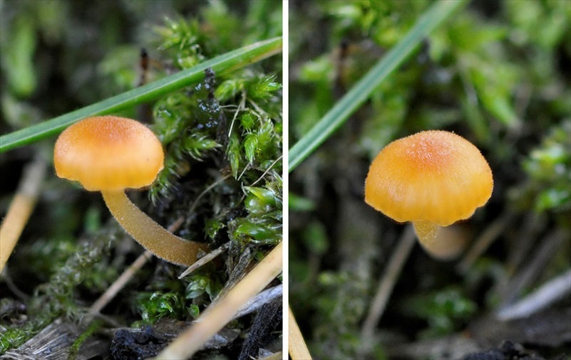 Rickenella fibula Fungus Species