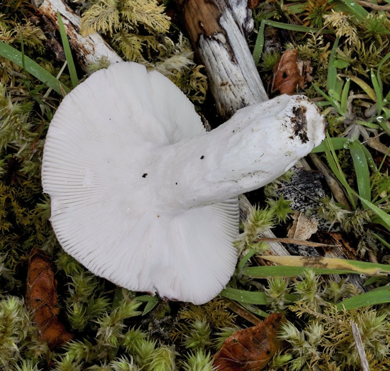 Russula atropurpurea Fungus Species