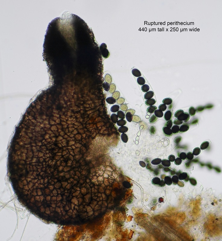 Sordaria lappae Fungus Species