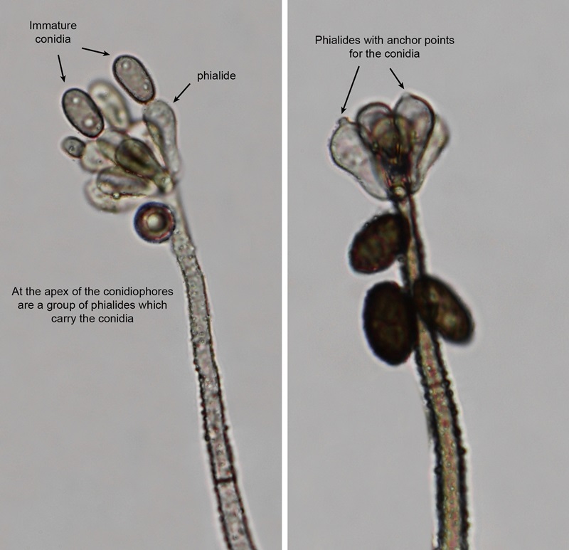 Stachybotrys chartarum Fungus Species
