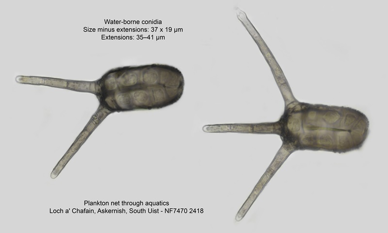 Tetraploa aristata Fungus Species